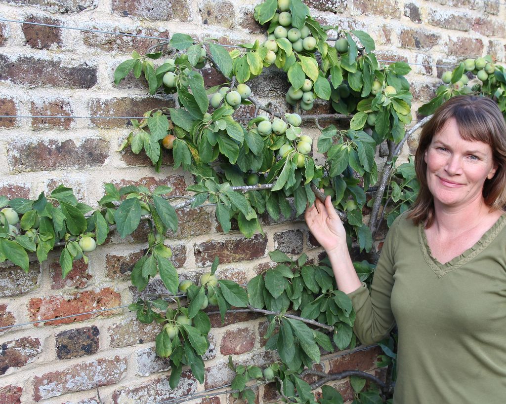 How to grow plums: tips on planting, growing and caring for plum trees ...