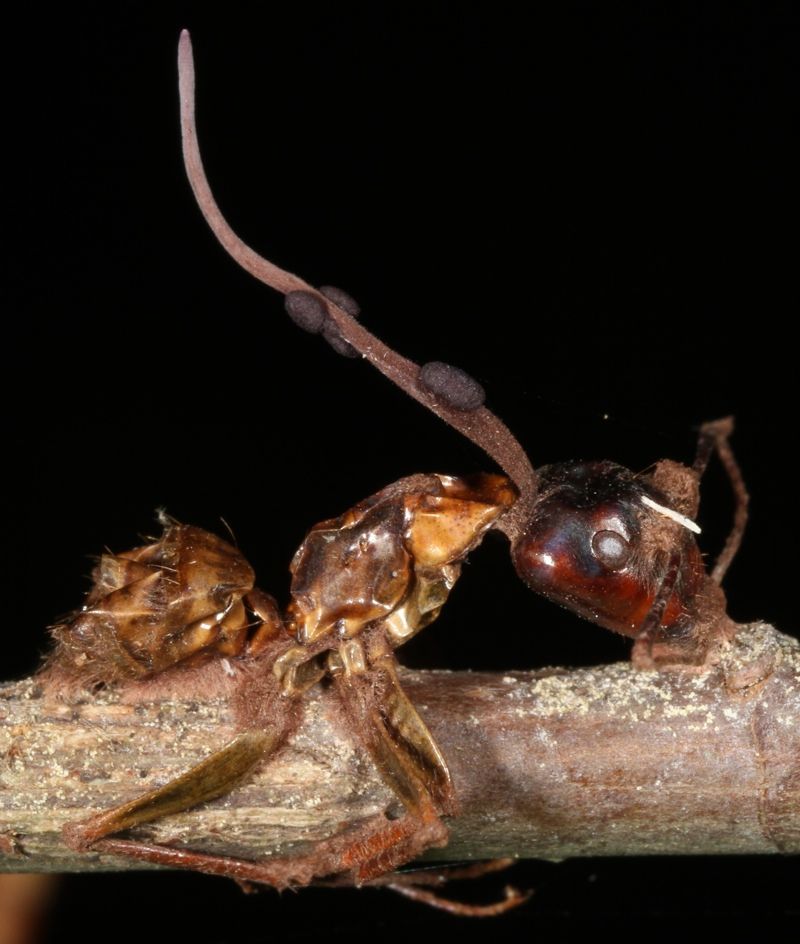 Zombie Fungus Enslaves Only Its Favorite Ant Brains | Live Science