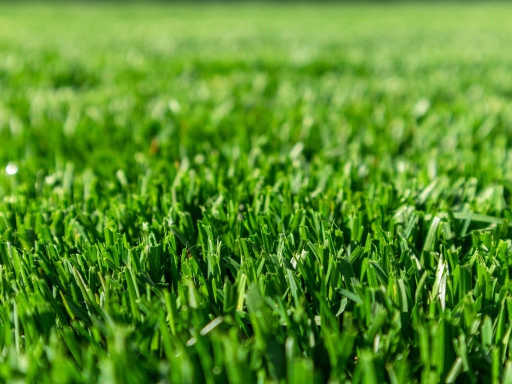 Utah, Arizona, New Mexico And Colorado Lawn Care Tips | Gardening Know How