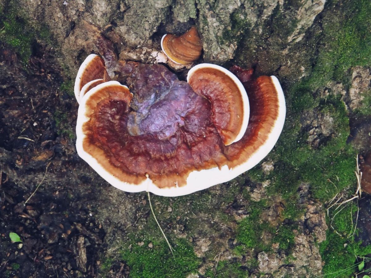 Citrus Heart Rot – Learn About Ganoderma Rot Of Citrus Trees ...