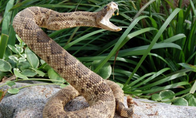 The evolutionary science behind our fear of snakes | The Week