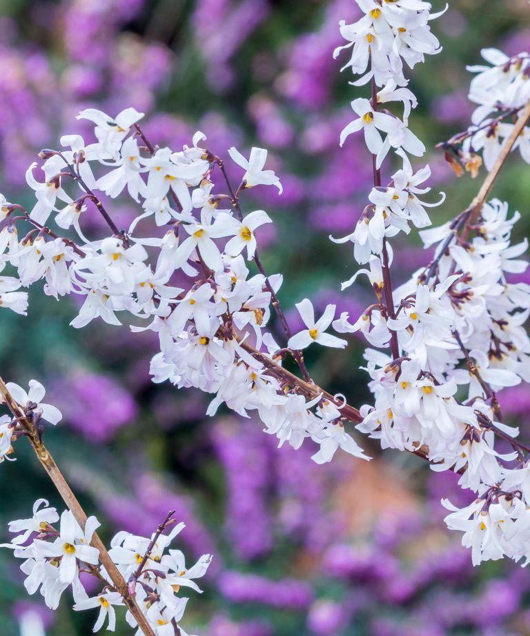 Forsythia plant care and growing tips | Gardeningetc