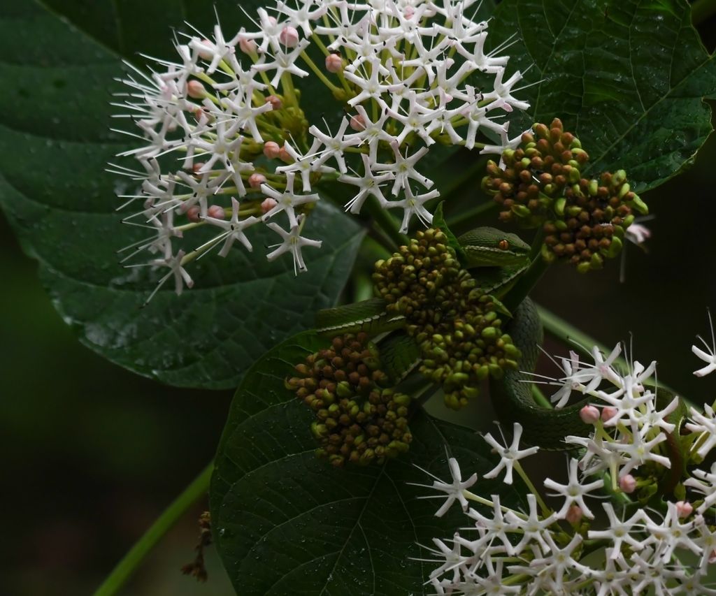 Best native dogwood trees: ideas and inspo on 4 top species | Homes and ...