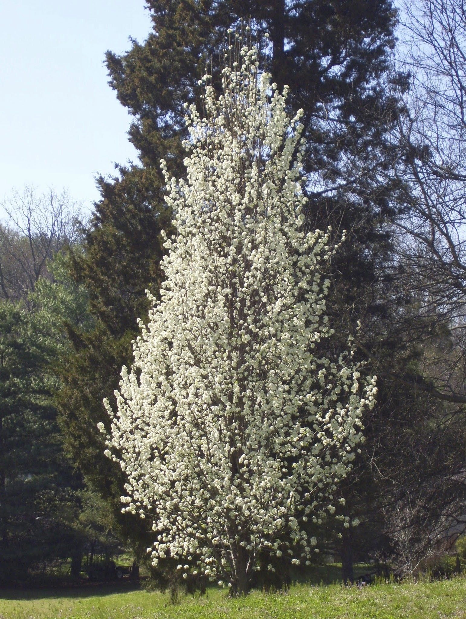 Ornamental Flowering Pear Trees - Types Of Non-Fruit Bearing Pear Trees ...
