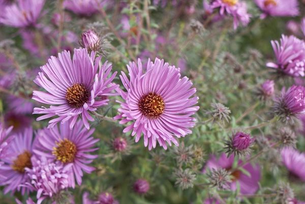 Tips & Information about Asters | Gardening Know How