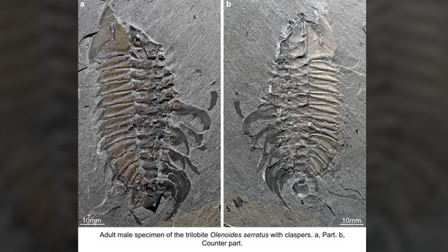 Trilobites are long gone, but rare fossil reveals how they mated | Live ...