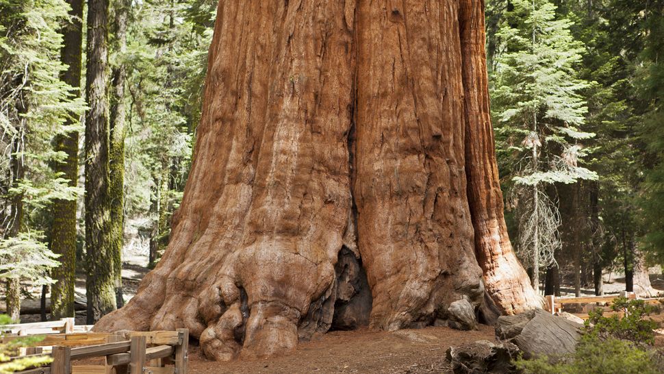 Best hikes in Redwood National Park: from tall trees to rugged ...