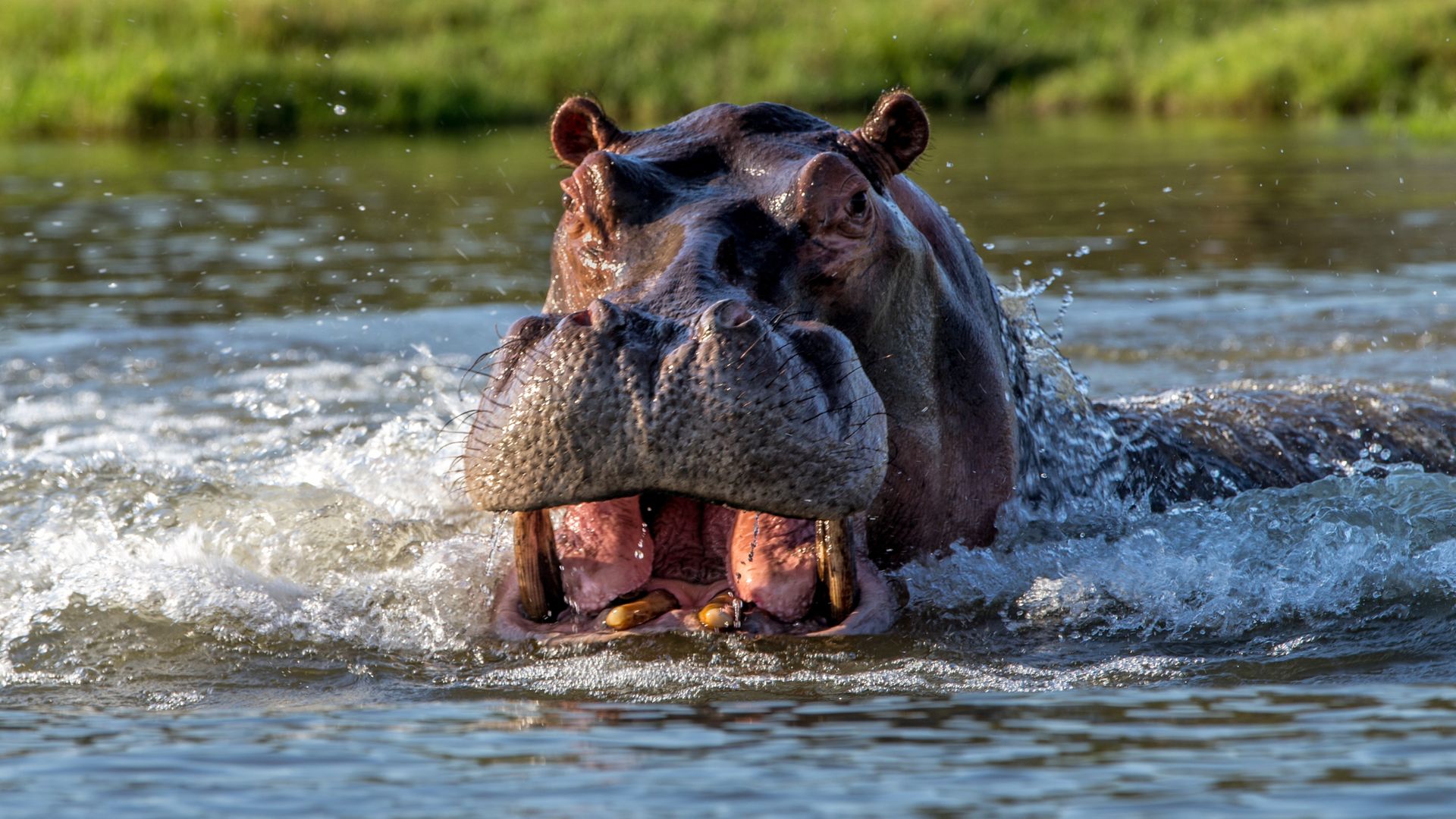 Frightening POV video shows furious hippo charging wildlife ...