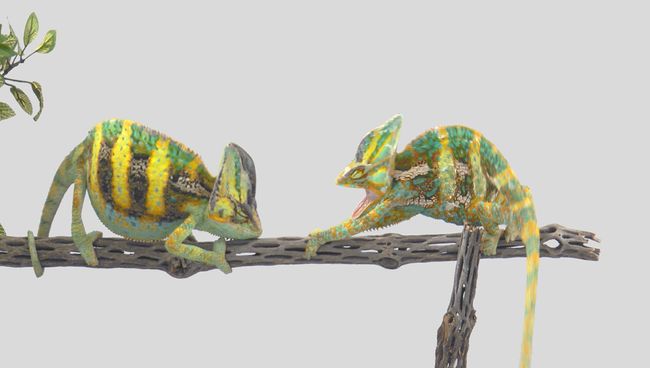 In Images: Colorful Chameleons Change Colors During Combat | Live Science