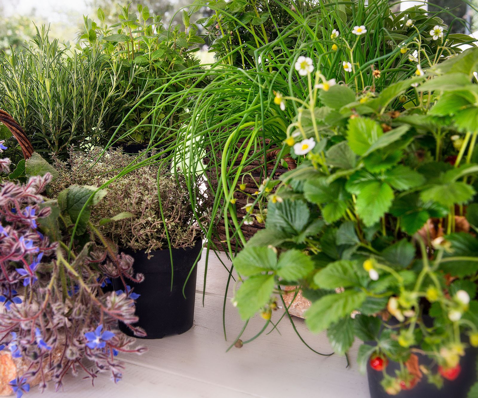 Expert Guide To Planting Borage For Hard-Working Starflowers ...