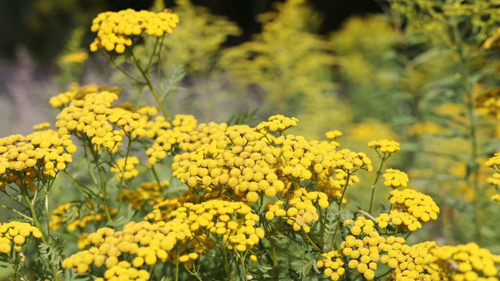 7 ant-repellent plants to keep your home pest-free | Tom's Guide