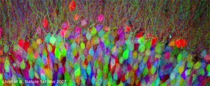 Brain Cells Colored To Create 'Brainbow' | Live Science