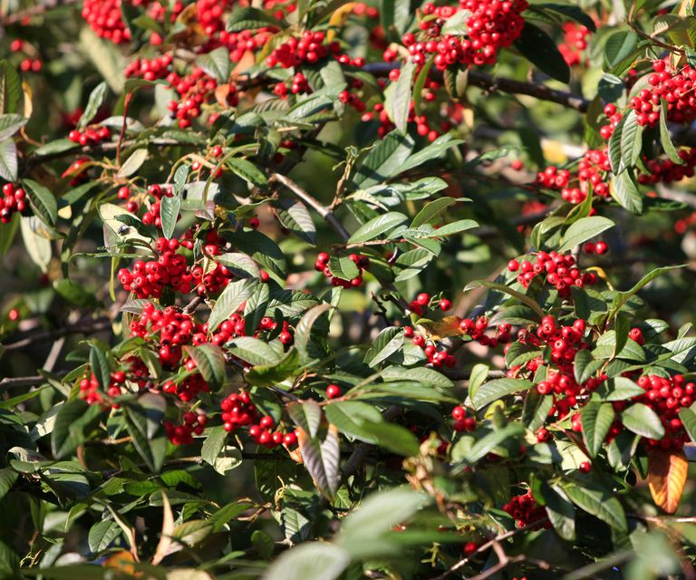 Best fast-growing shrubs: 15 bright and beautiful varieties | Homes ...