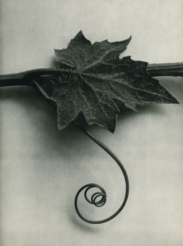 Wonders of nature: Michael Hoppen Gallery debuts an online collection ...