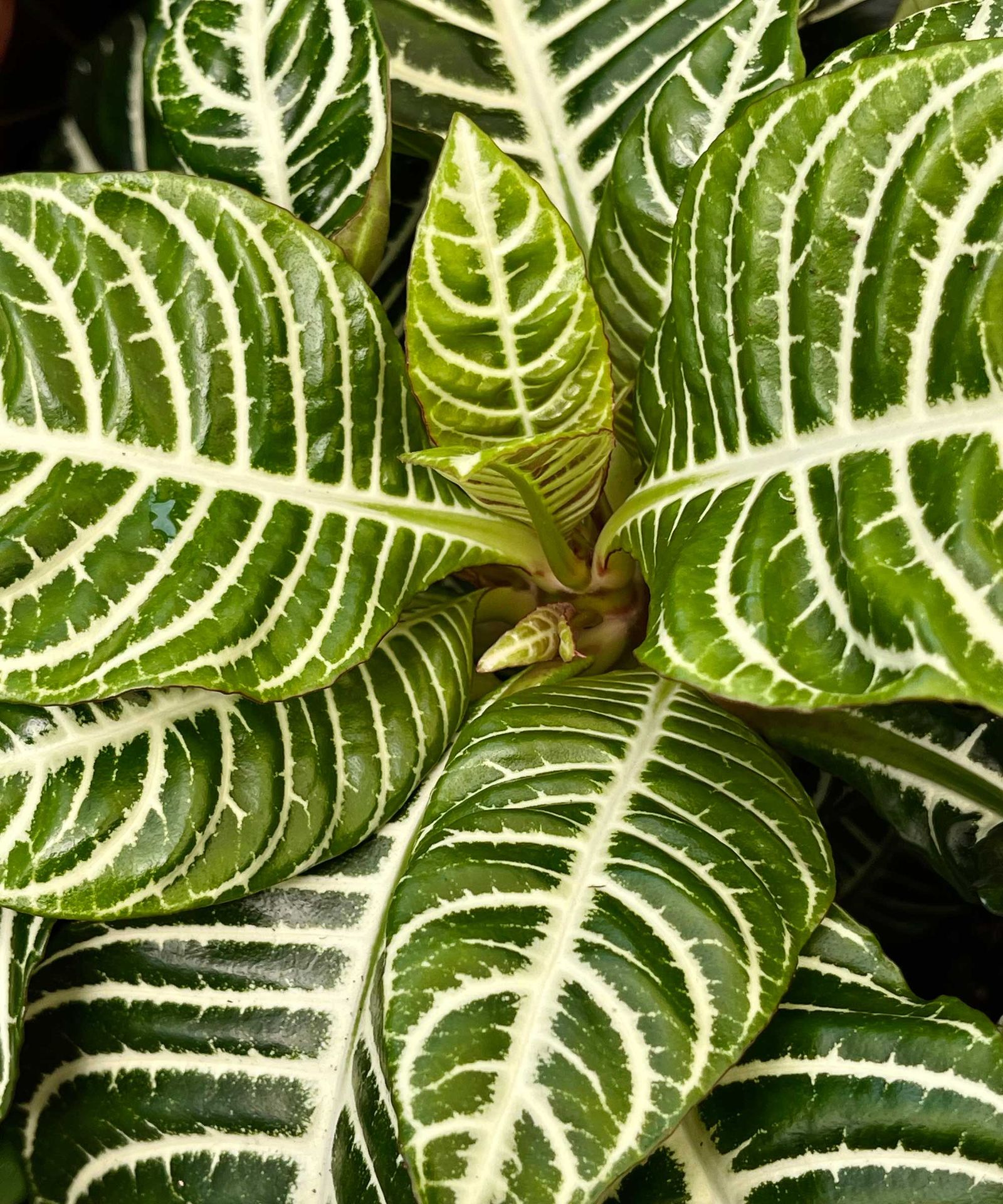 How to care for a zebra plant: pro tips for indoors | Homes and Gardens
