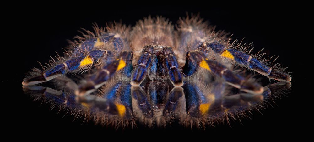 Why So Blue? Tarantula's Cool Color Is Still a Mystery | Live Science