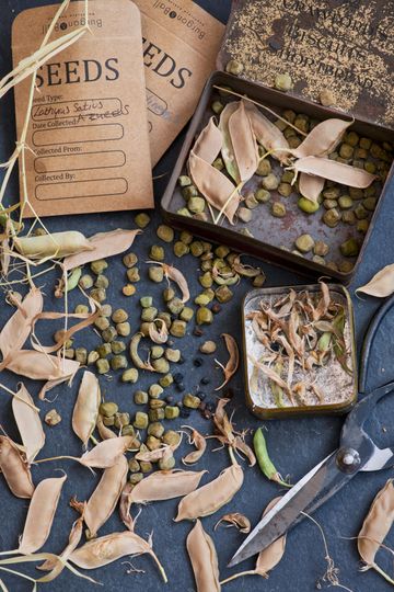 How to get free seeds: 7 budget-friendly ideas | Homes and Gardens