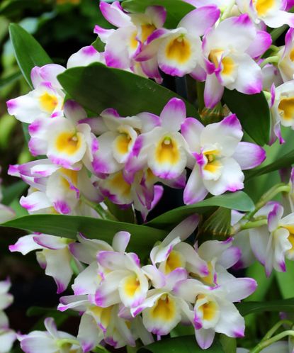 26 Different Types Of Orchids – With Pictures & Information | Gardening ...