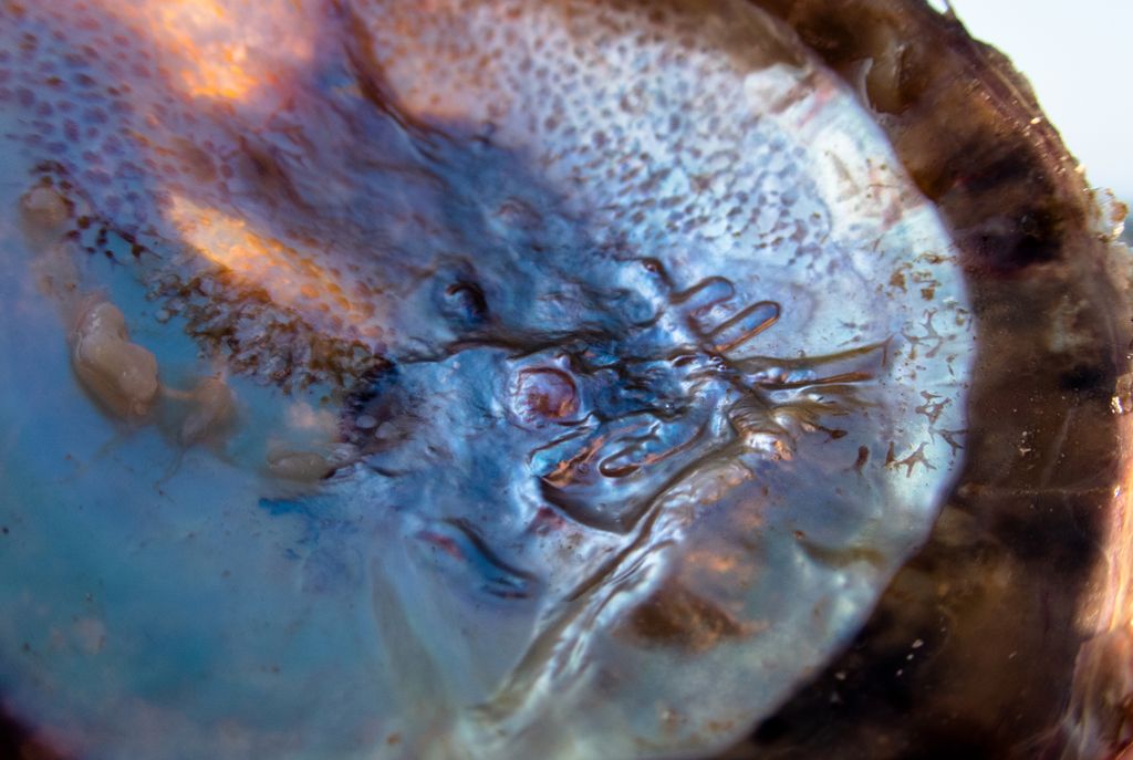 Jes Fan: the artist fusing biology, identity and creativity | Wallpaper*