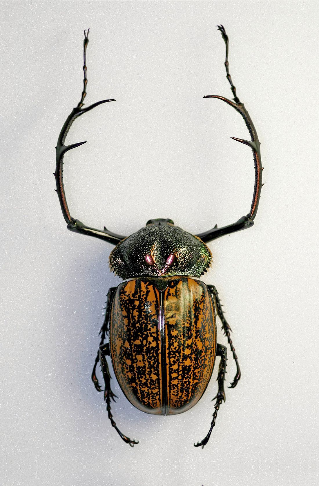 Meet the Beetles: Stunning Museum Specimens from London | Live Science