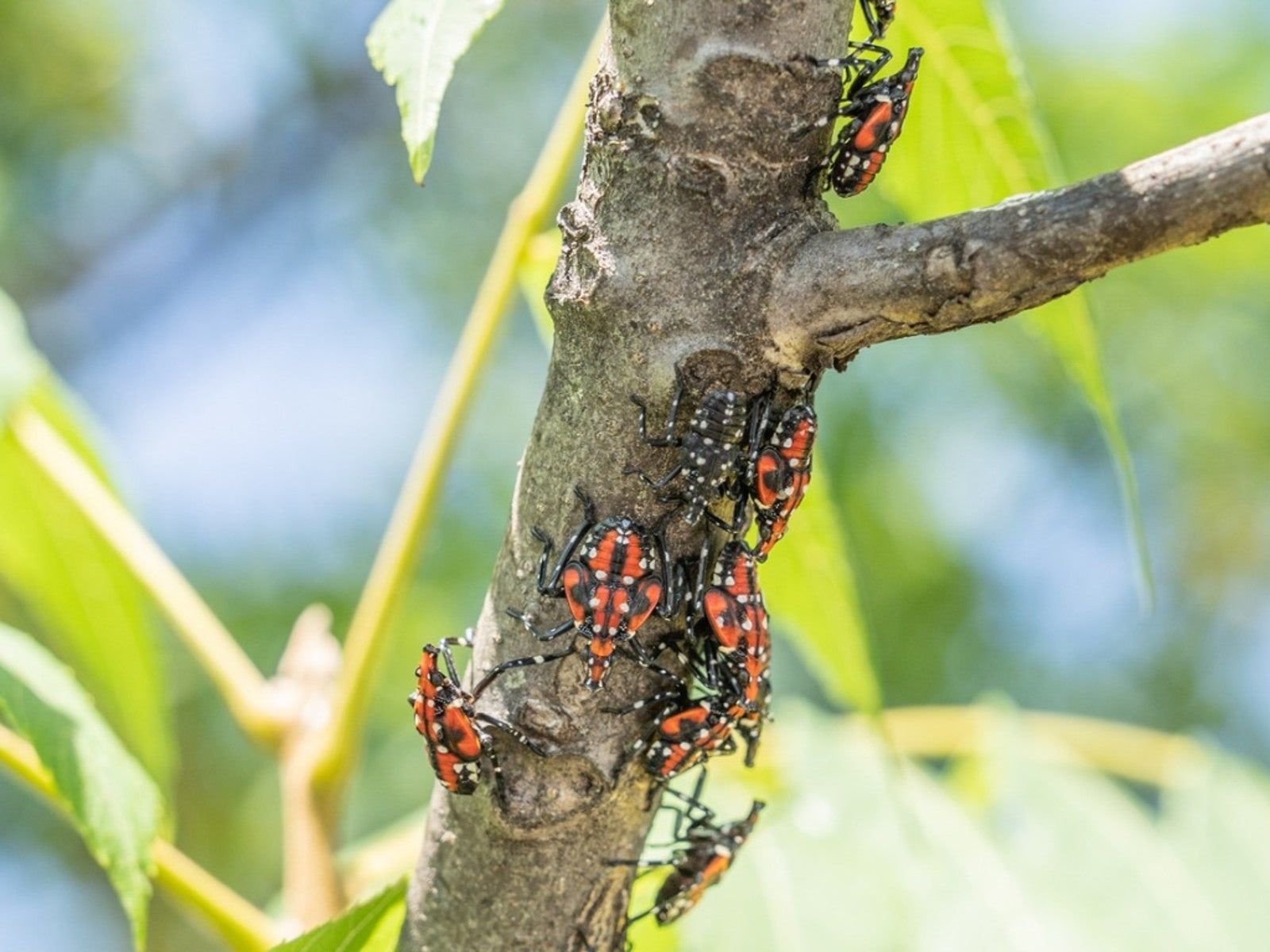 Common Garden Pests In California And Nevada | Gardening Know How