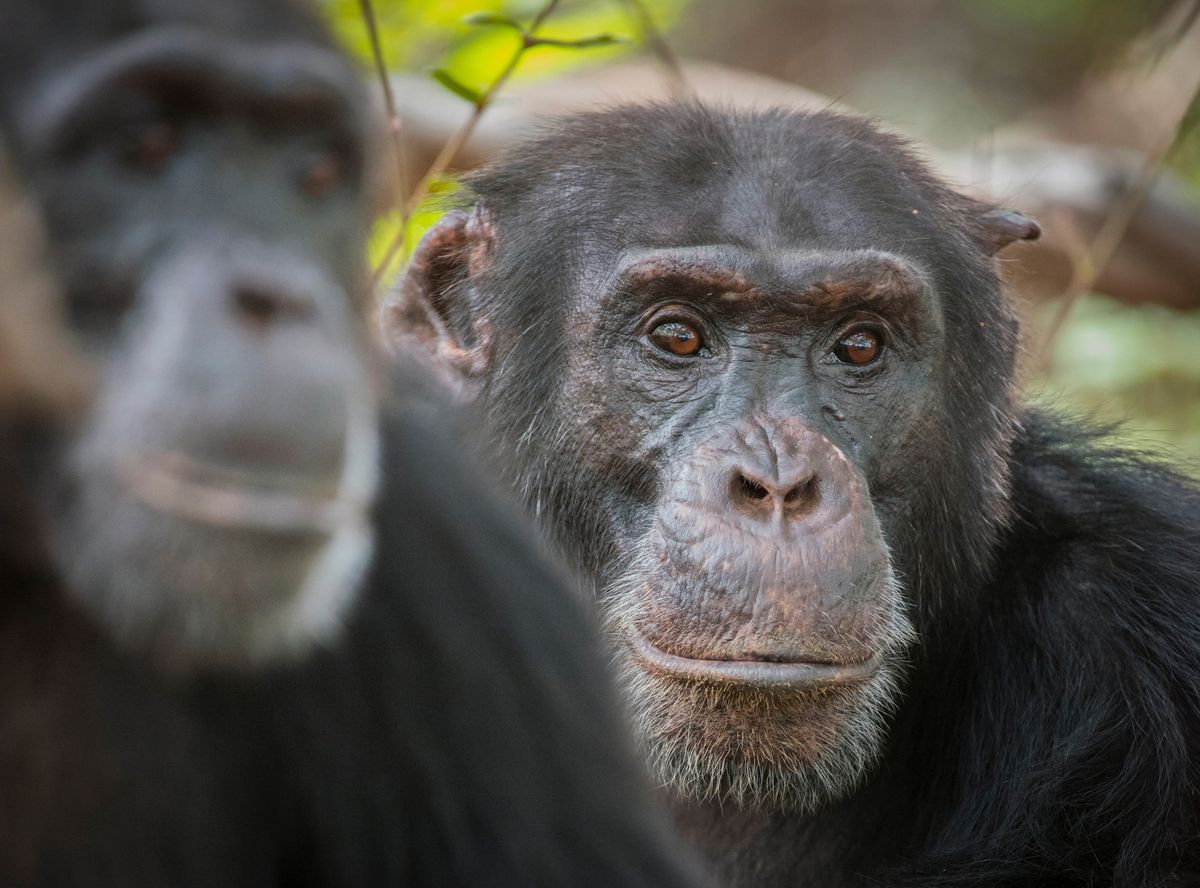 In Photos: The Fongoli Savanna Chimpanzees | Live Science