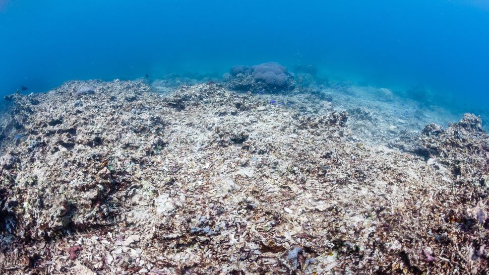 What is ocean acidification? | Live Science What is ocean acidification? | Live Science