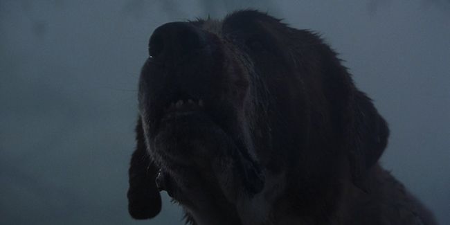 Adapting Stephen King's Cujo: Does The 1983 Classic Meet Its Full ...