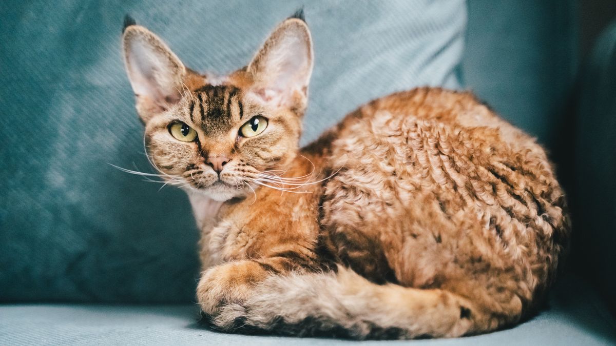 32 things to know about Devon rex cats | PetsRadar