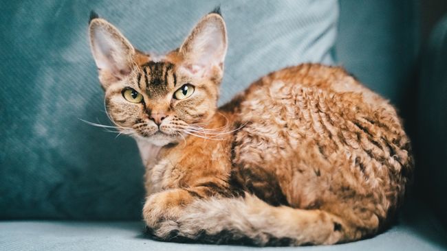 32 things to know about Devon rex cats | PetsRadar