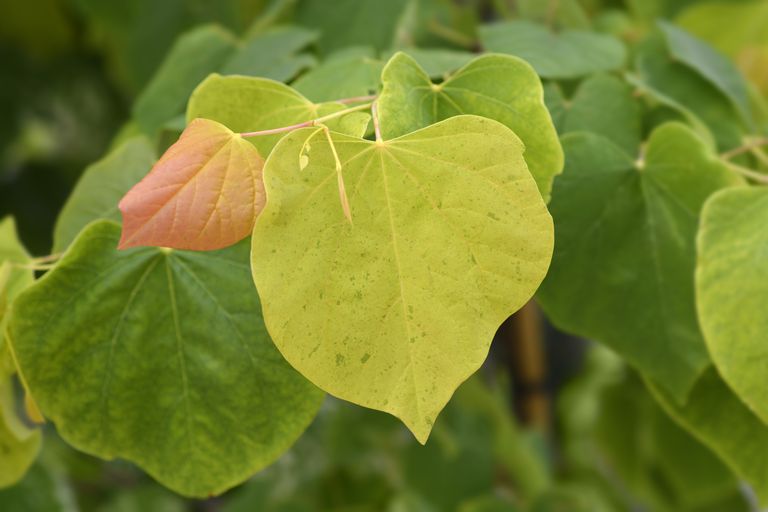 Rising Sun Redbud Trees — Behind the Striking Ombre Leaves | Livingetc