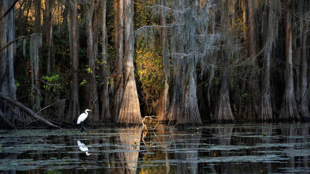 Best US states for bird watching revealed | PetsRadar