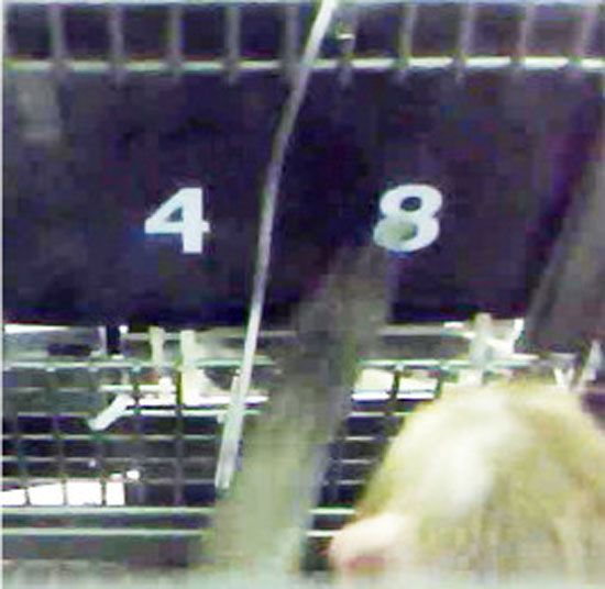 Easy As Pi! Monkeys Can Do Math | Live Science