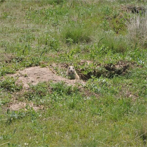 Photos: Prairie Dog Images | US Wildlife, American Prairies | Live Science