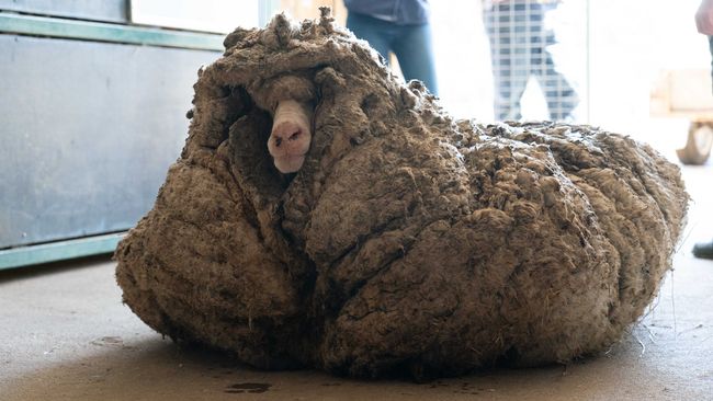 Overgrown sheep 'Baarack' gets epic quarantine haircut, loses 78 lbs ...