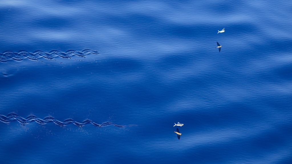 Flying fish: Real fish, but not really flying | Live Science