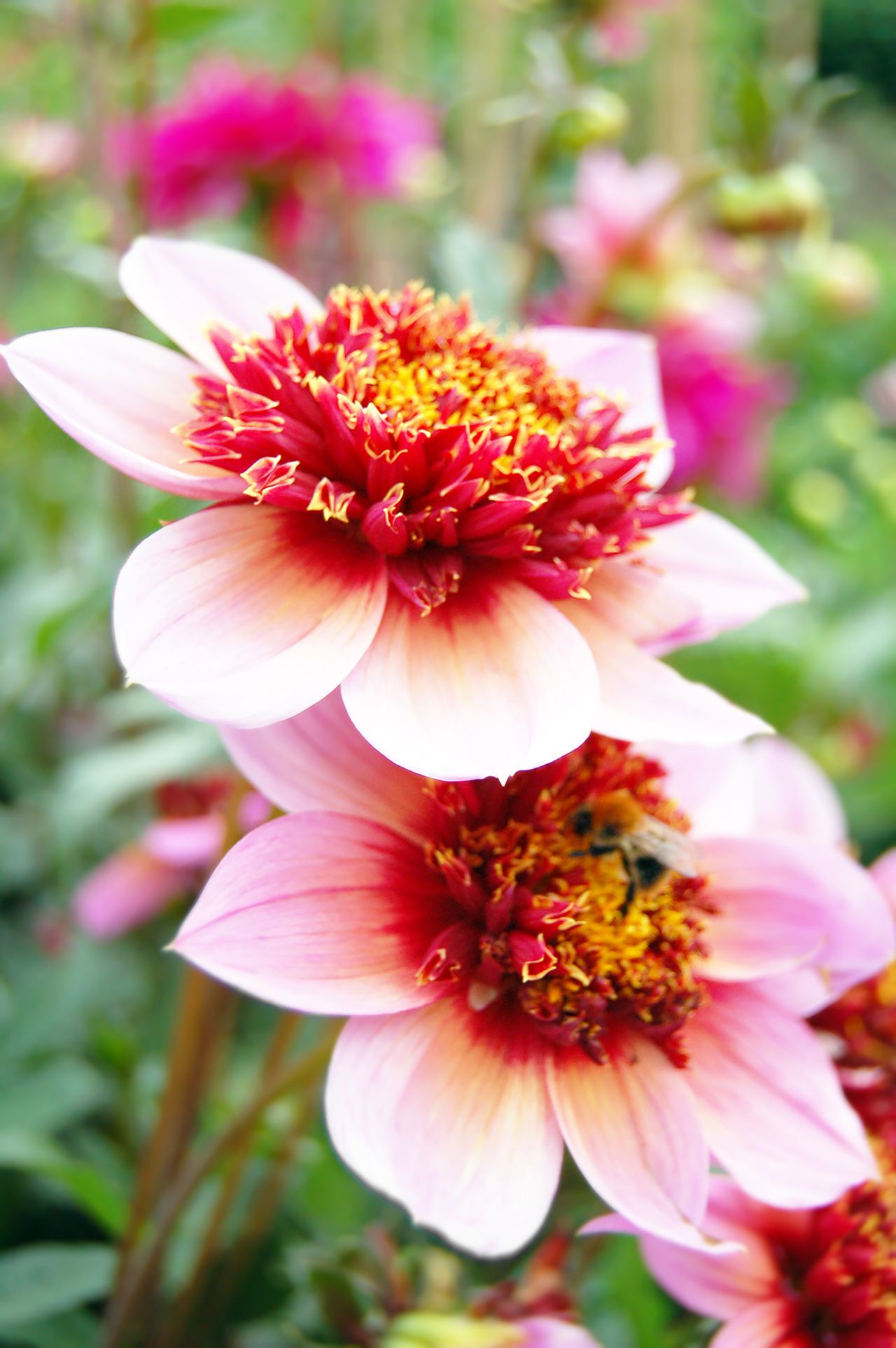 How to overwinter dahlias | Homes & Gardens