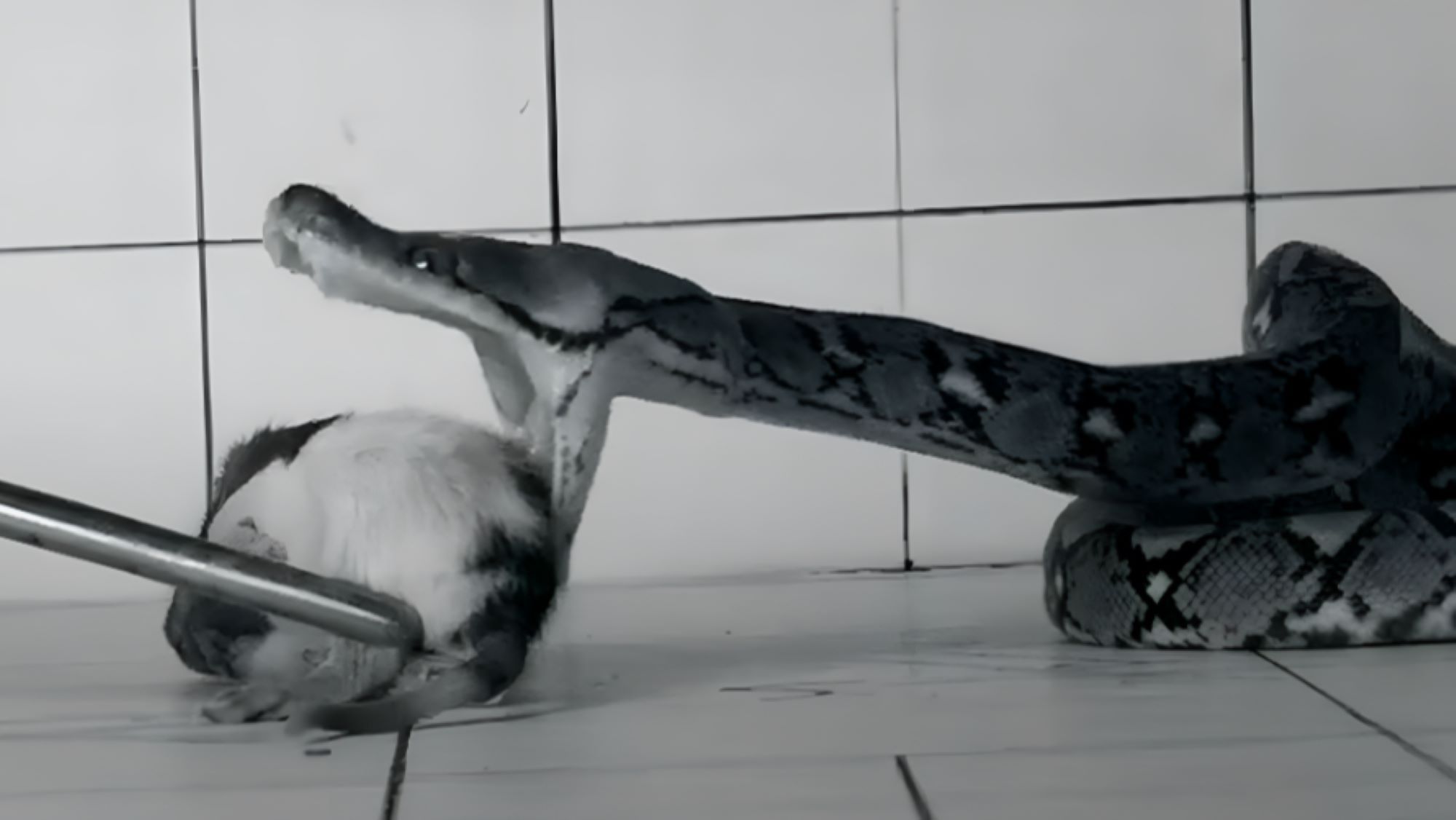 Slow-motion footage of snake attacks reveals surprise discovery about ...