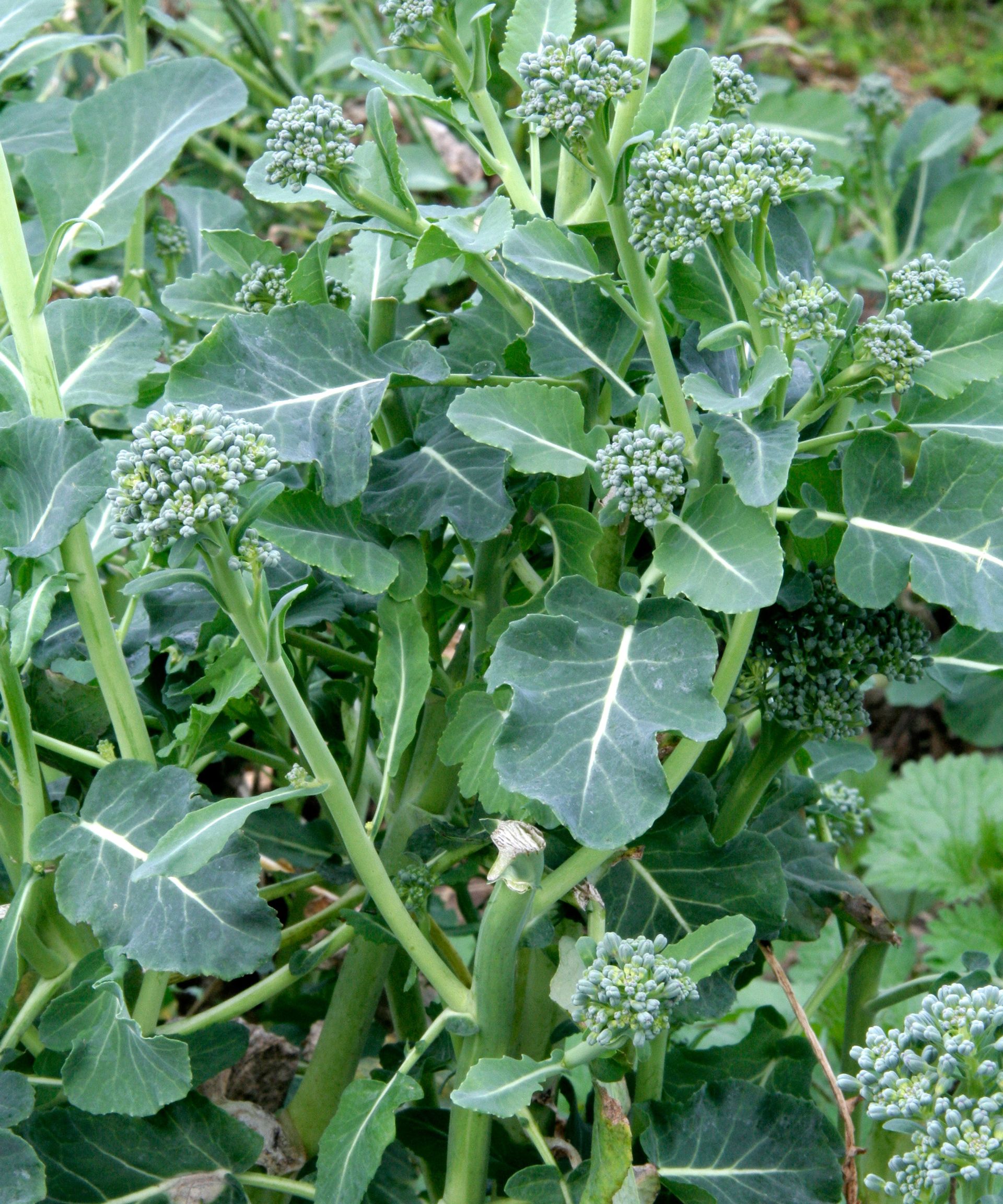 How to grow calabrese: our green broccoli planting guide | Gardeningetc