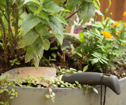 5 tips for lasagna gardening in containers: keep yours going beyond one ...