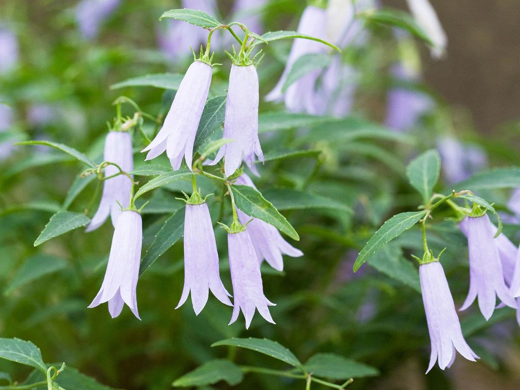 Bring On The Bellflowers: Campanula Varieties For Every Garden ...
