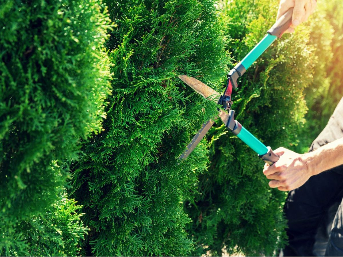 Cutting Back Conifer Trees: Tips For Pruning A Conifer | Gardening Know How