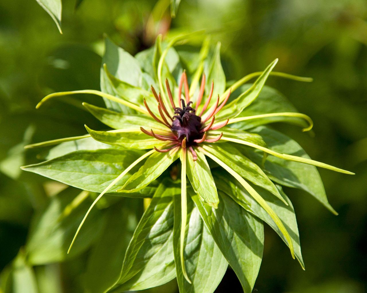 Jungle plants: 16 options for lush and leafy borders | Gardeningetc