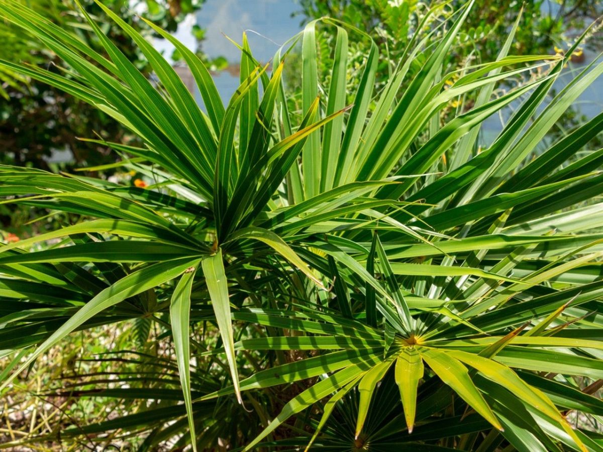 Florida Thatch Palm Care: Growing Florida Thatch Palms | Gardening Know How