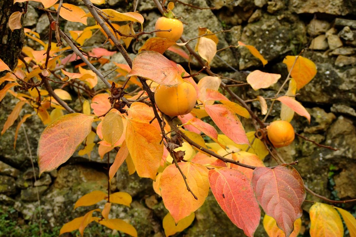 Persimmon Dropping Leaves: Reasons For Leaves Falling Off Persimmon ...