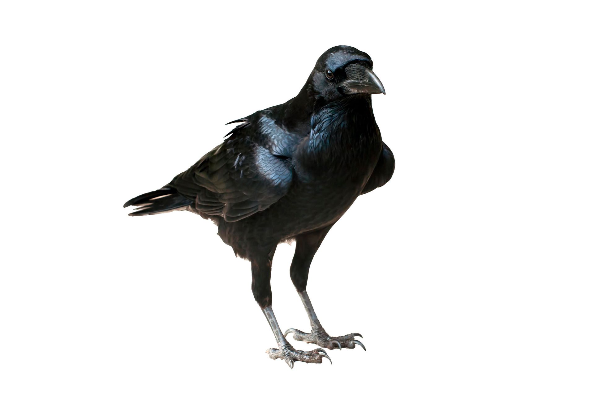 Crows: Everything you need to know about the whole corvid family, from ...