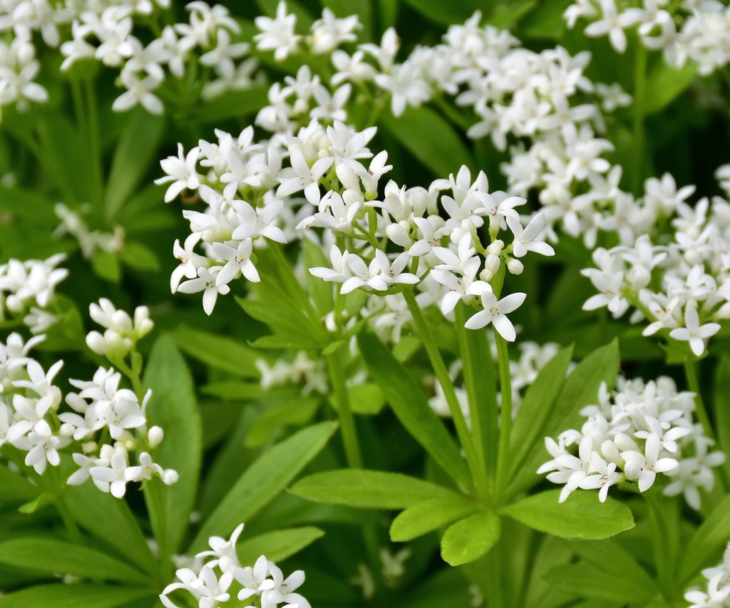 Deer resistant ground cover plants: 12 expert selections | Homes and ...
