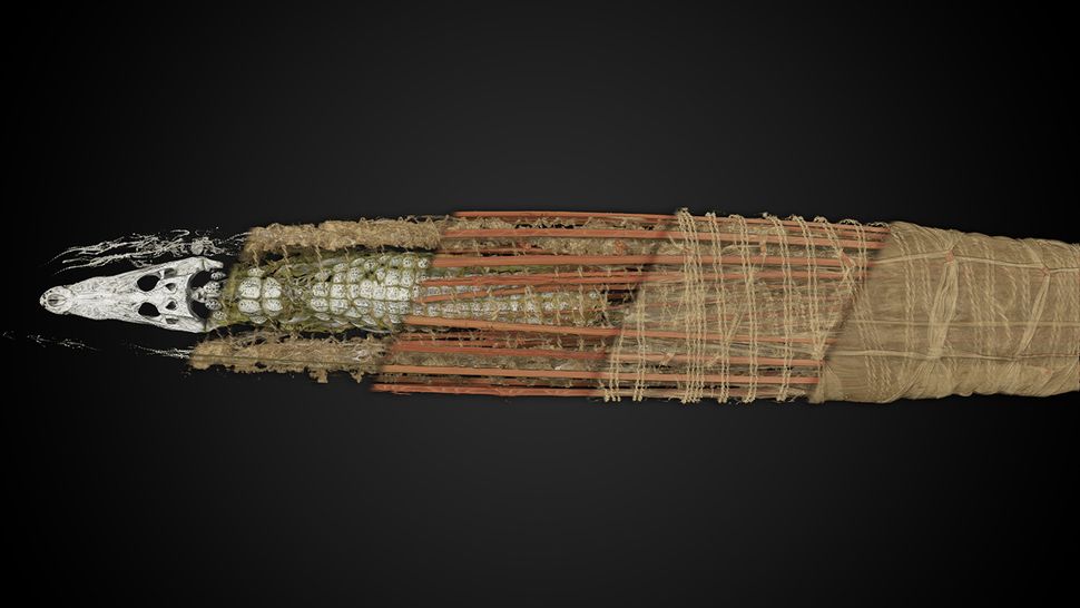 Photos: 'Giant Crocodile' Mummy Is Packed With Baby Crocs | Live Science