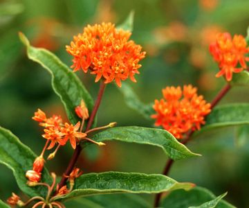 Spring-flowering plants: 11 bright and beautiful picks | Homes and Gardens