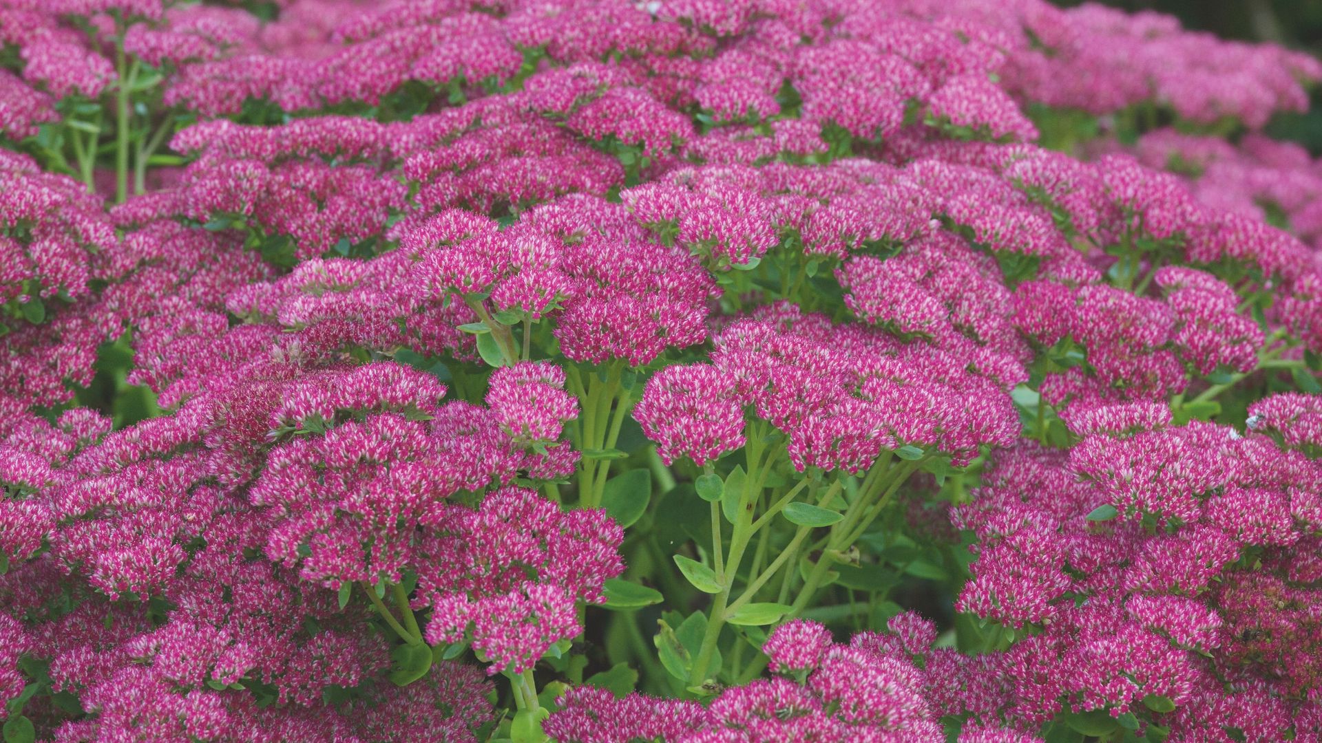 How to grow sedums for a pollinator-friendly garden | Ideal Home
